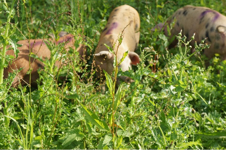 Pigs in the field | Old Post Office Barn